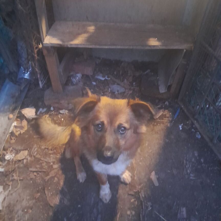 Шенки Отдам в добрые руки