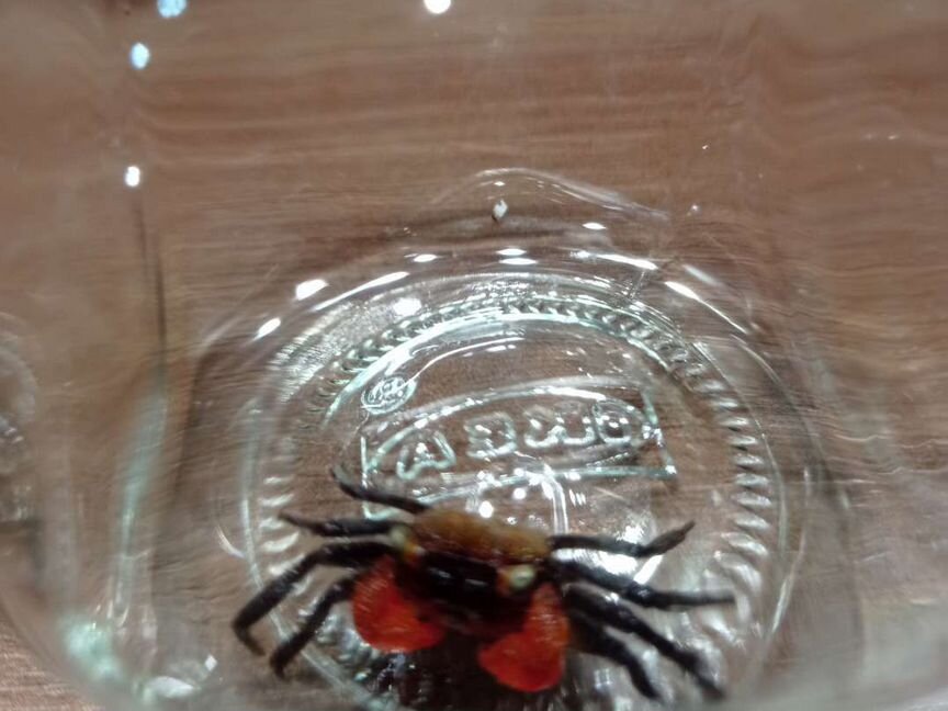 Крабик красный дьявол