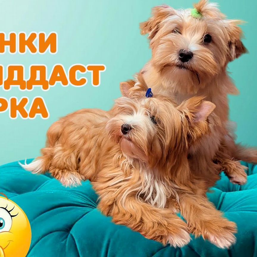 Бивер-йоркширский терьер, щенок