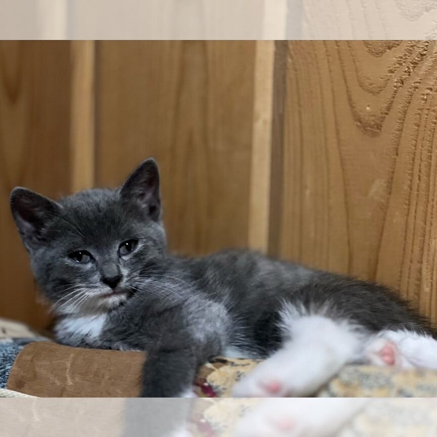 Отдам в добрые руки