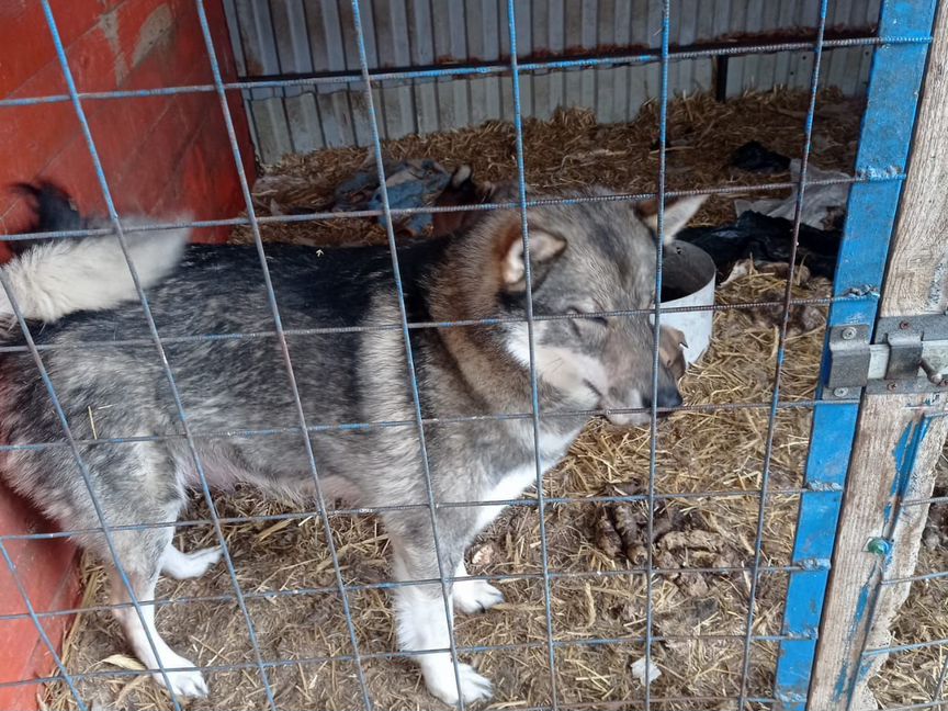 Продаются щенки лайки (злс)