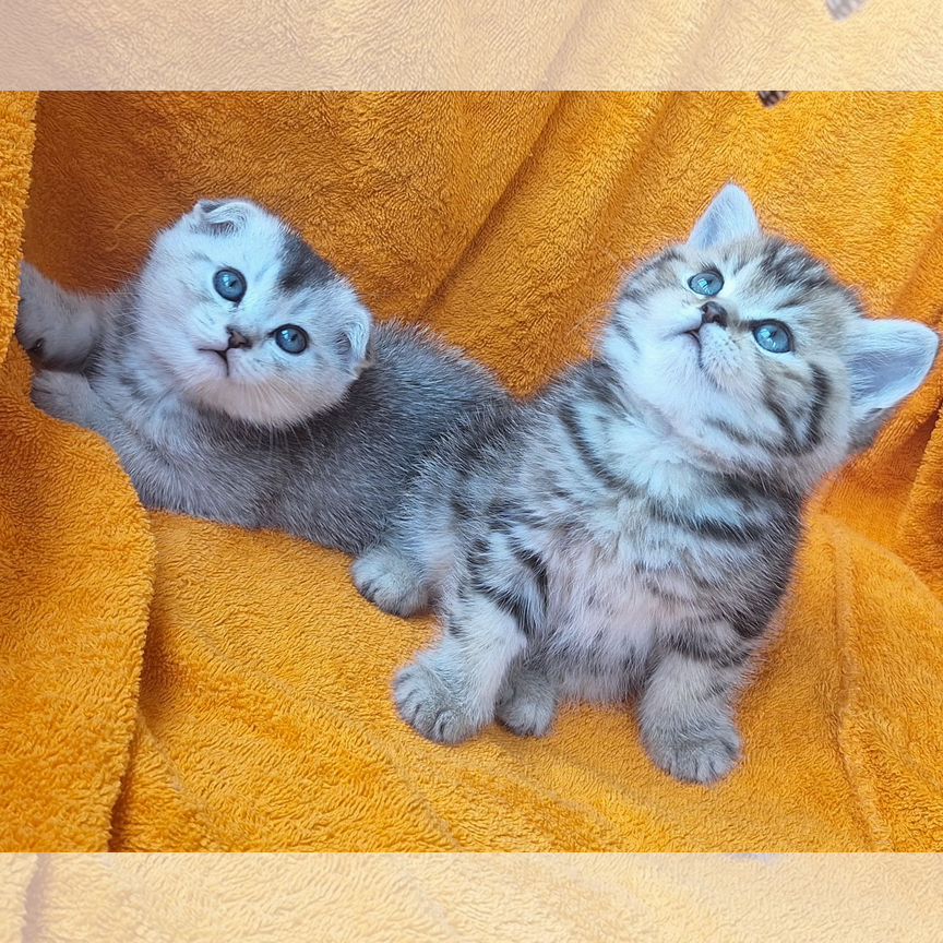Шотландский вислоухий короткошёрстный котёнок