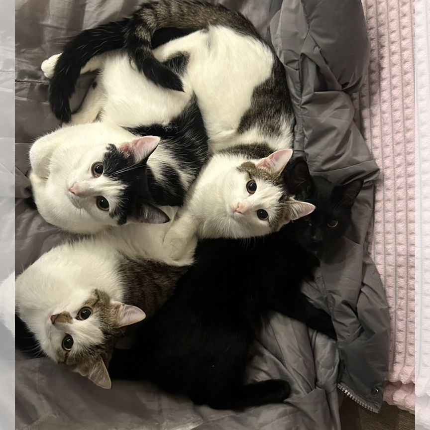 Взрослый кот в добрые руки