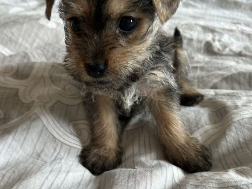 Йоркширский терьер мини щенок