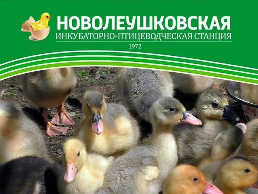 Суточные утята Голубой Фаворит