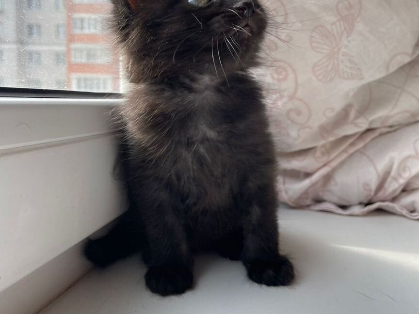 Котенок в добрые руки