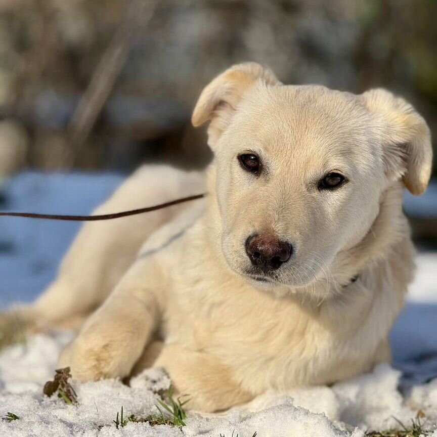 Щенок в добрые руки бесплатно