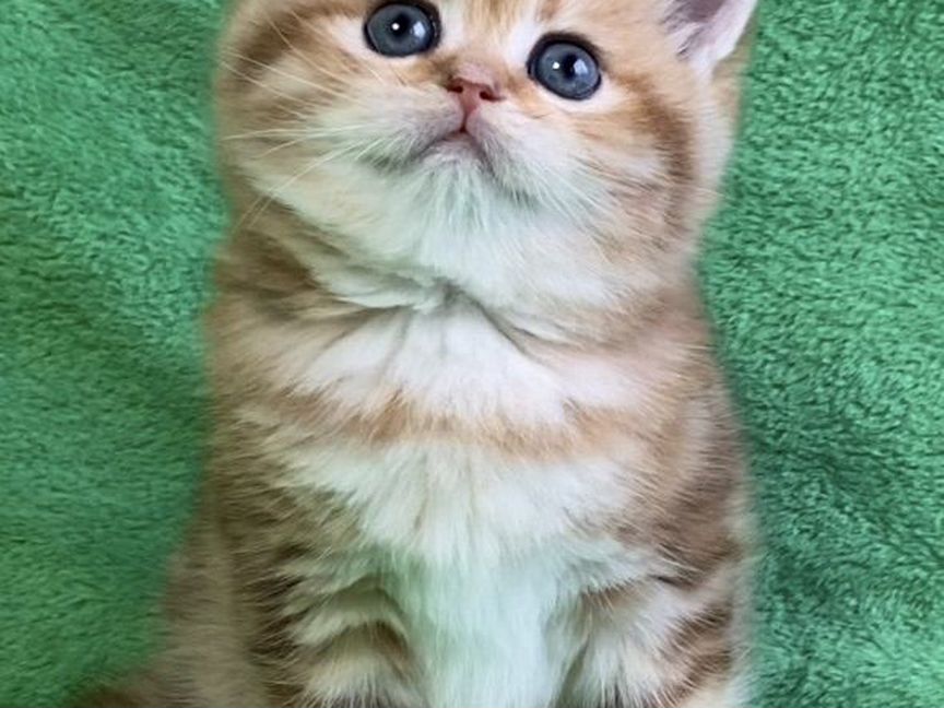 Котик золотая шиншилла мрамор
