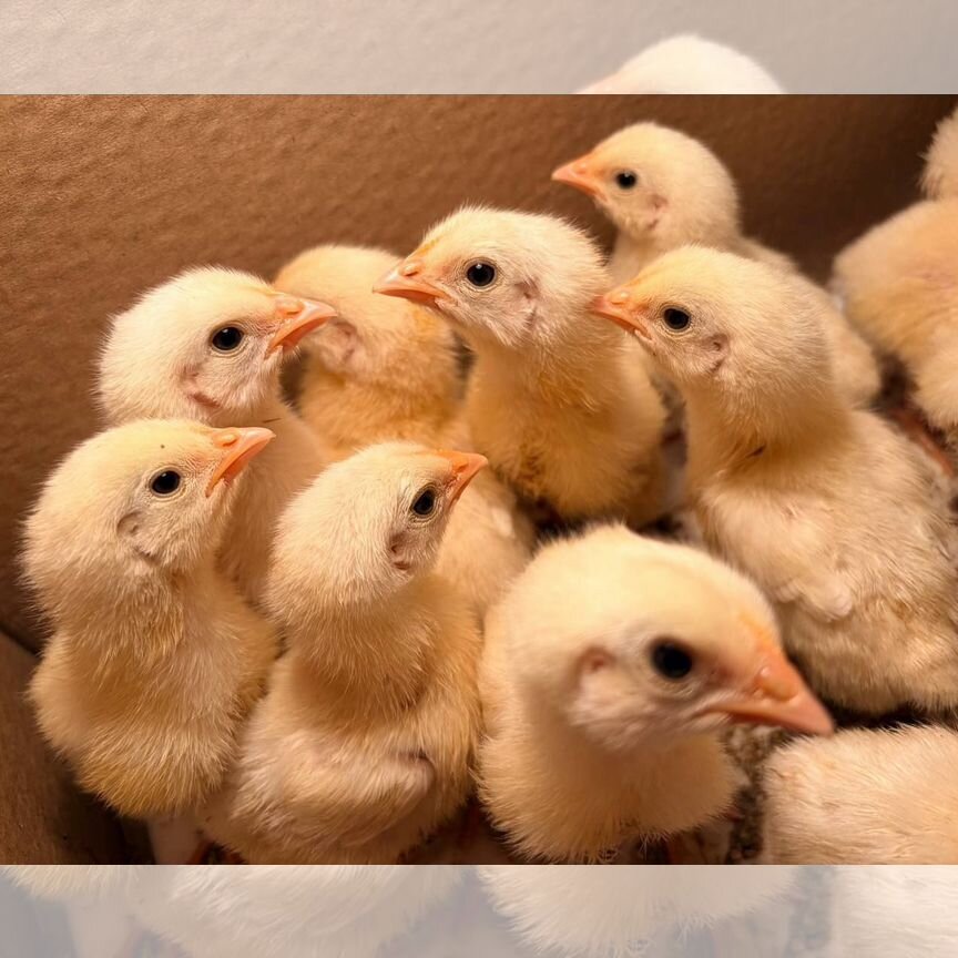 Цыплята бройлер росс 308 Венгрия