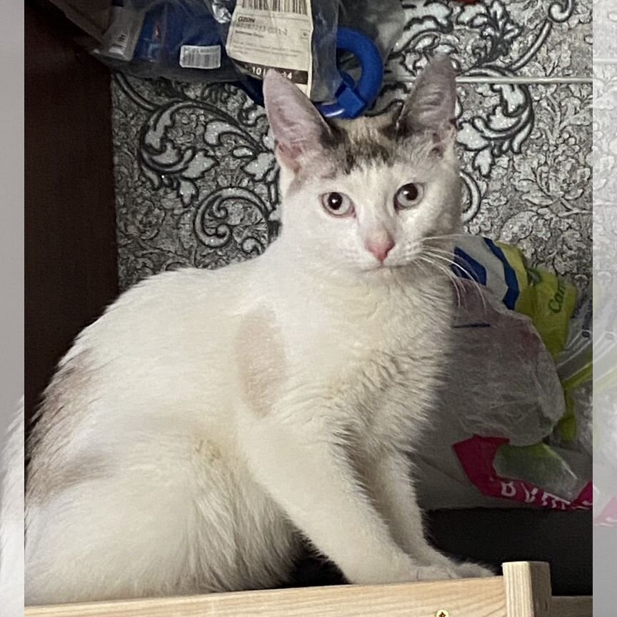 Котенок с голубыми глазами