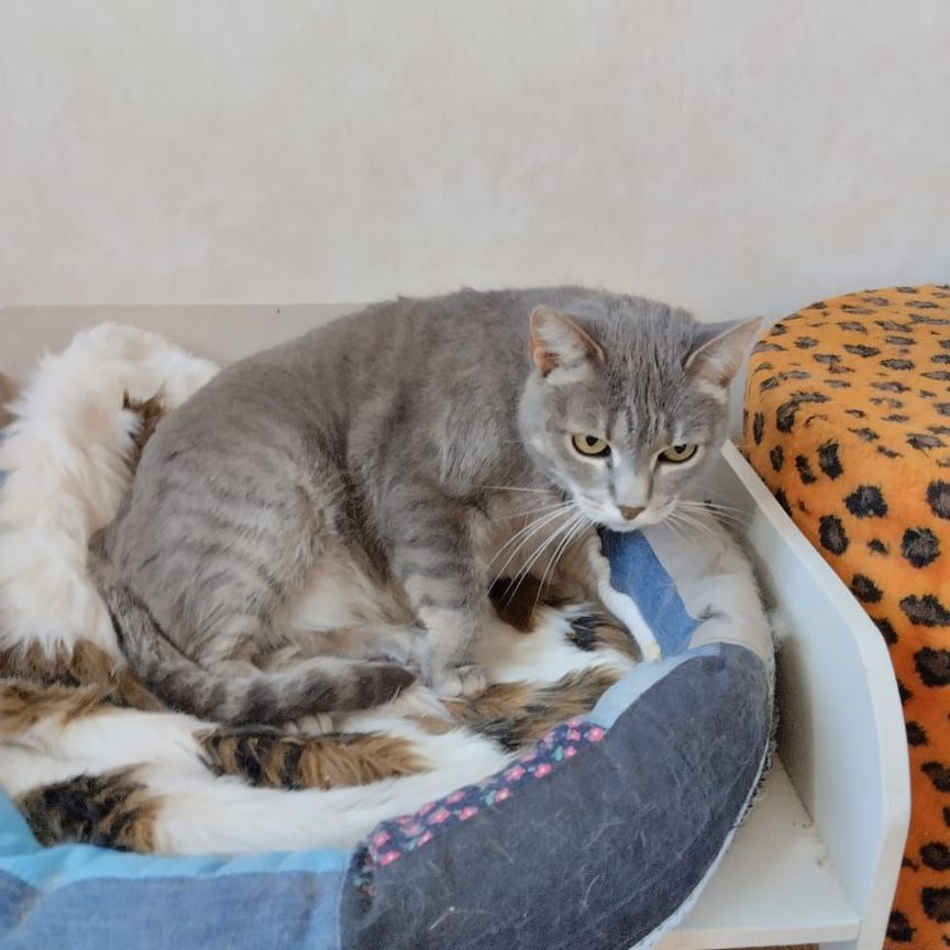 Кошечке Мальвине очень нужен дом