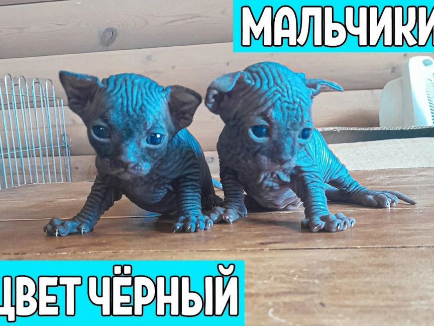 Канадский Сфинкс