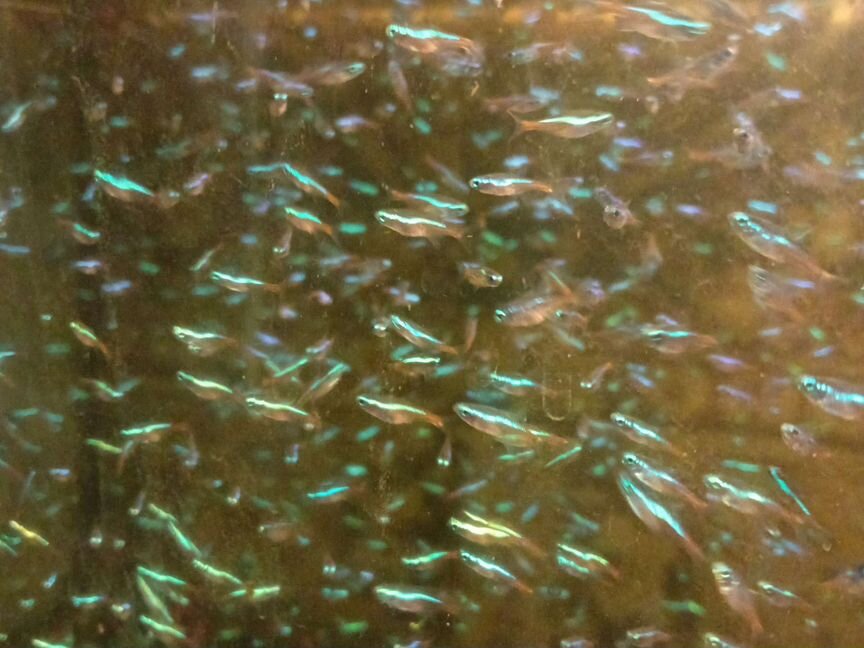 Неон голубой blues