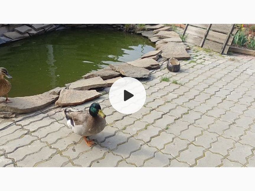 Обмен Селезень кряквы