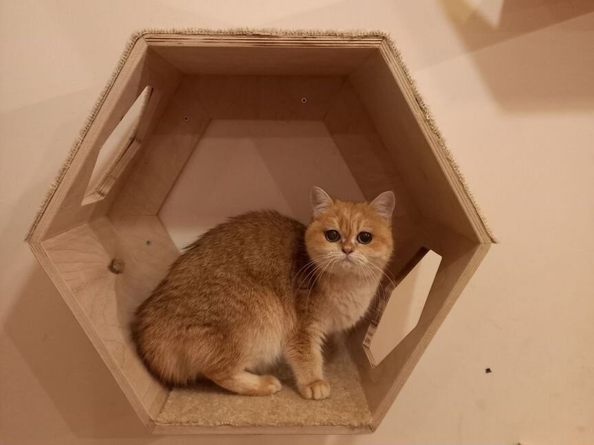 Молодая кошка золотая шиншилла ny 12