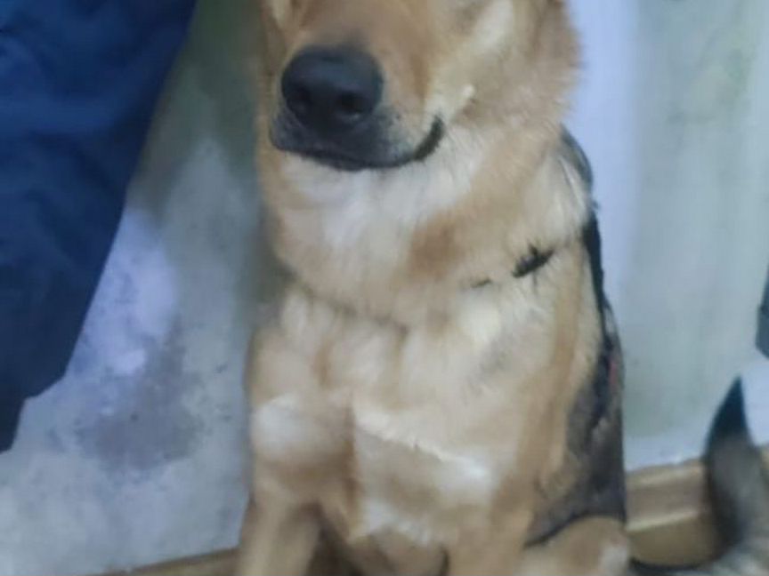 Собака в добрые руки отдам бесплатно