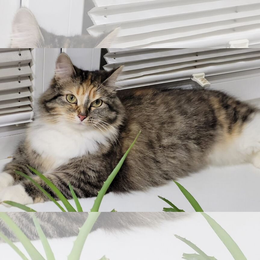 Взрослая, кошка в добрые руки