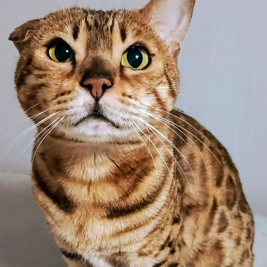 Бенгальская кошкав добрые руки