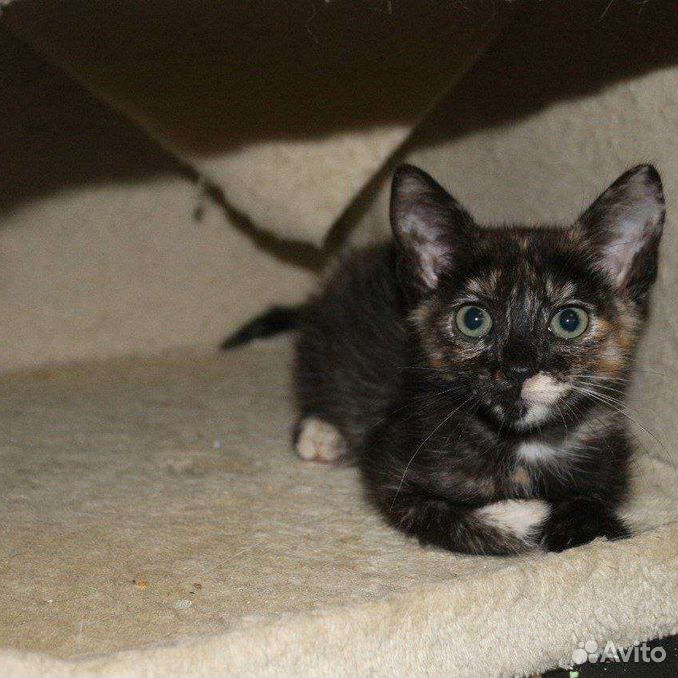 Домашний котёнок ищет дом