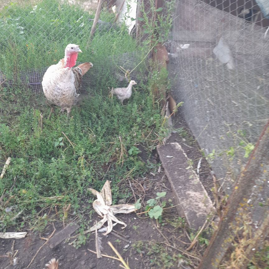 Индюшка домашняя