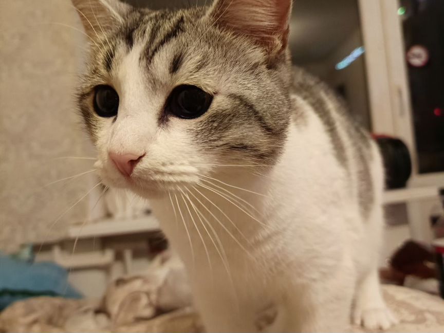 Кошка