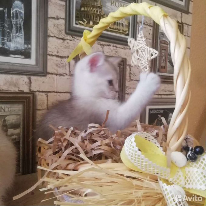 Котята чисто кровные шотландци