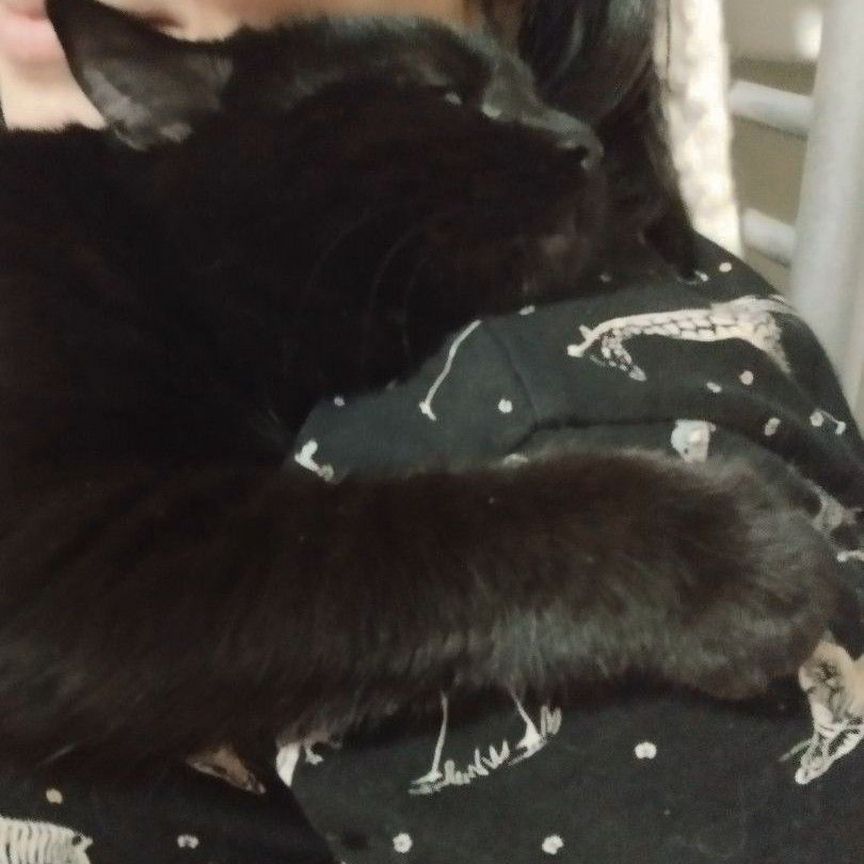 Шотландская кошечка