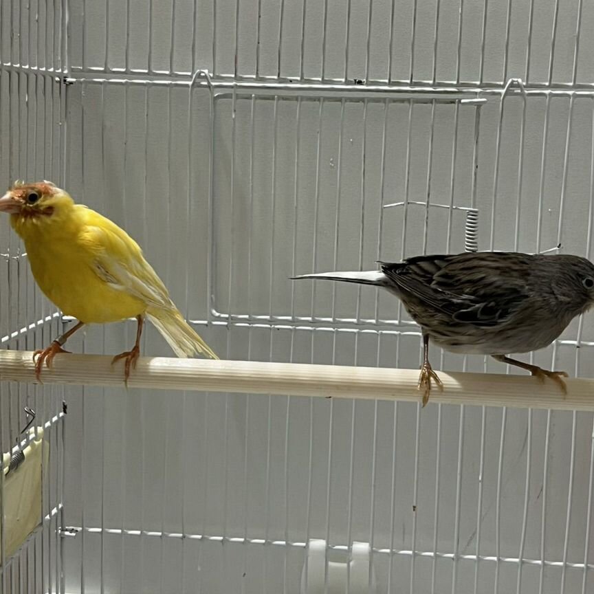 Кенара и канарейки