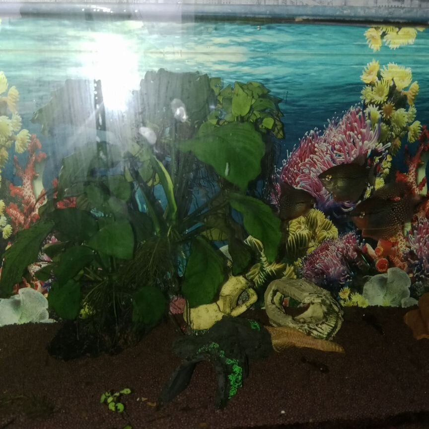 Гурами жемчужный аквариум 75 л