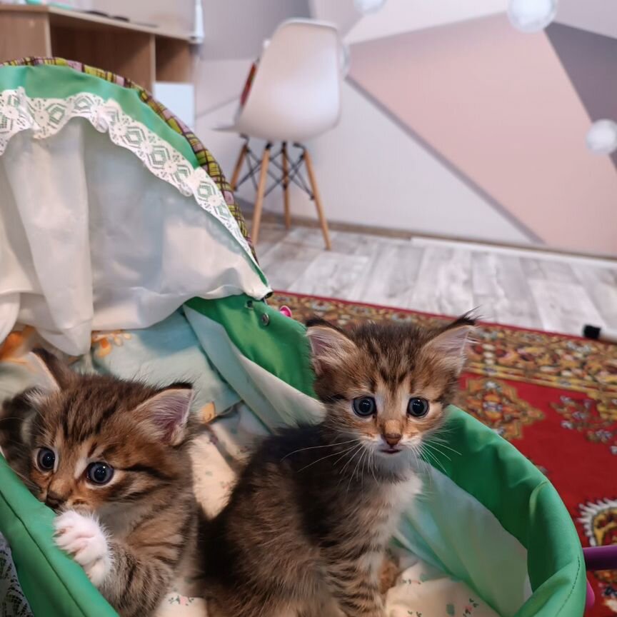 Котята