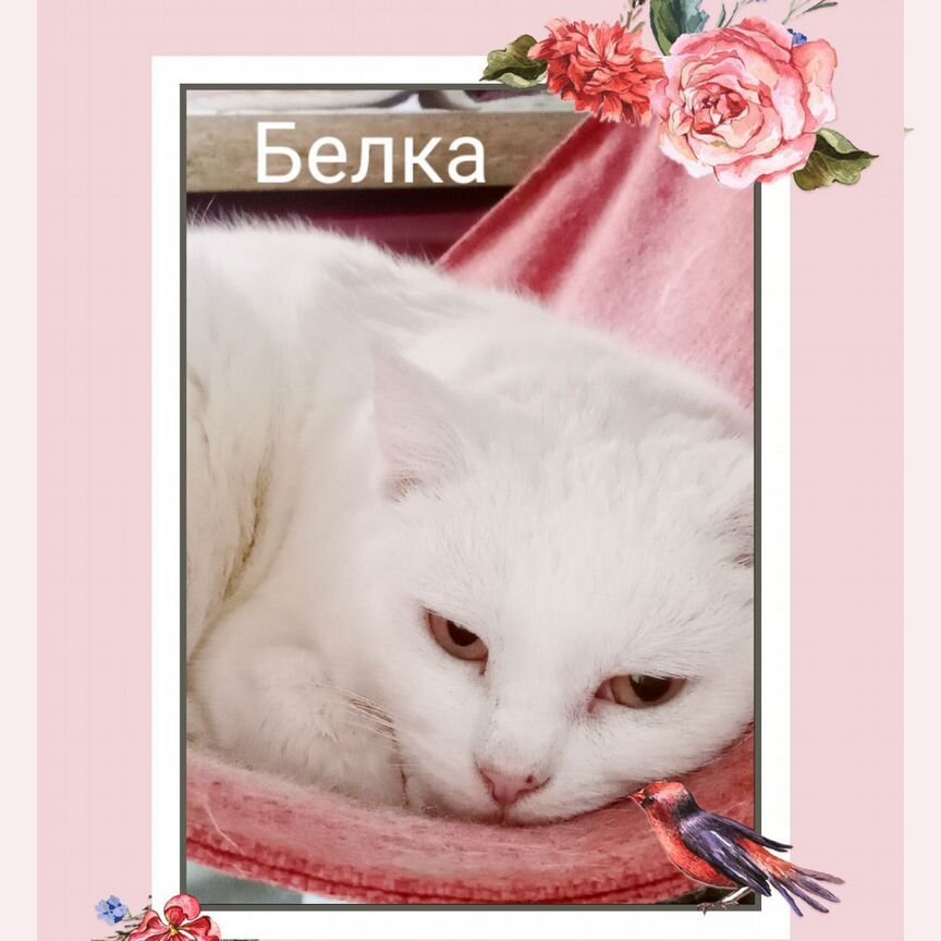 Взрослая, кошка в добрые руки