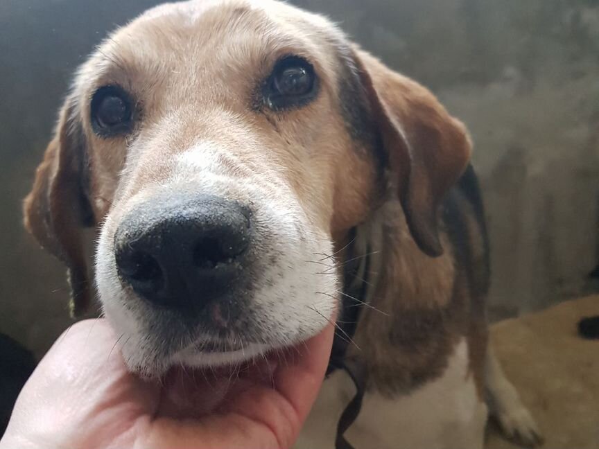 Старичок ищет дом