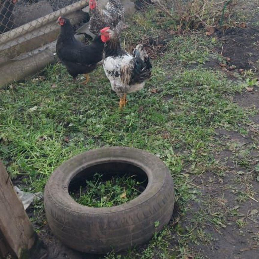 Молодые петухи