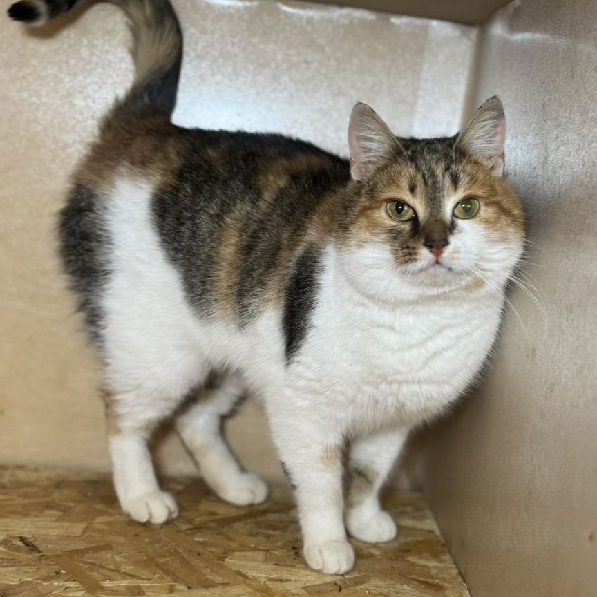 Взрослая, Девочка кошка в добрые руки