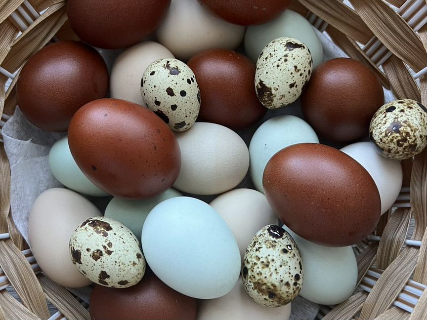 Инкубационное яйцо брама изабелла и китайских шел