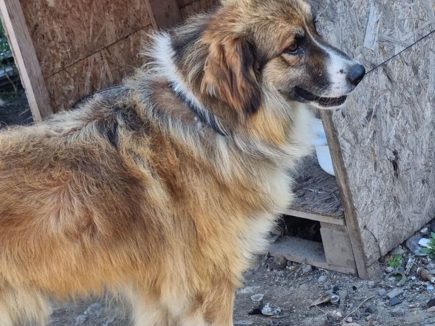 Собака, кабель, бросили на улице, в зиму погибнет