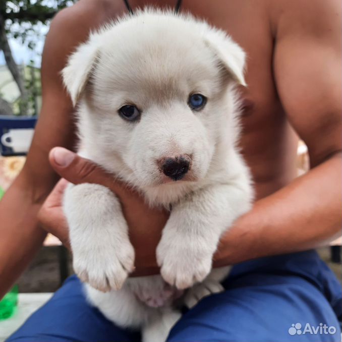 Щенок Хаски+Лайка