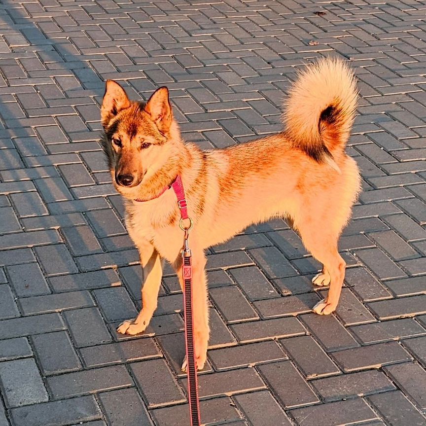 Собака в добрые руки, бесплатно