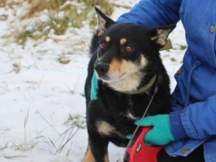 Коротколапик Тобик