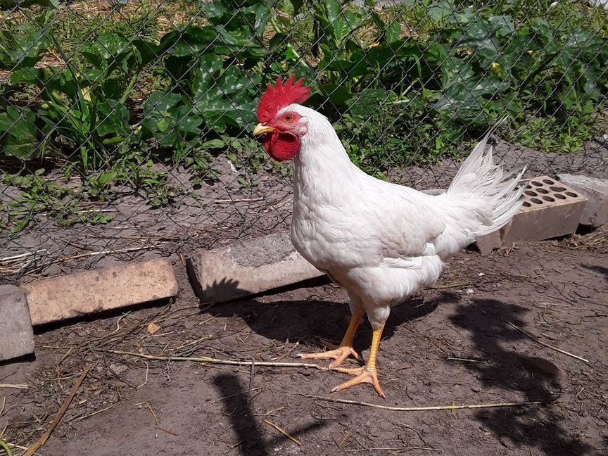 Продам молодых петухов породы Леггорн белый