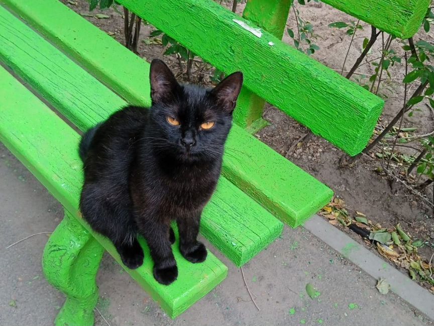 Хозяева переехали, кошку оставили на лавочке