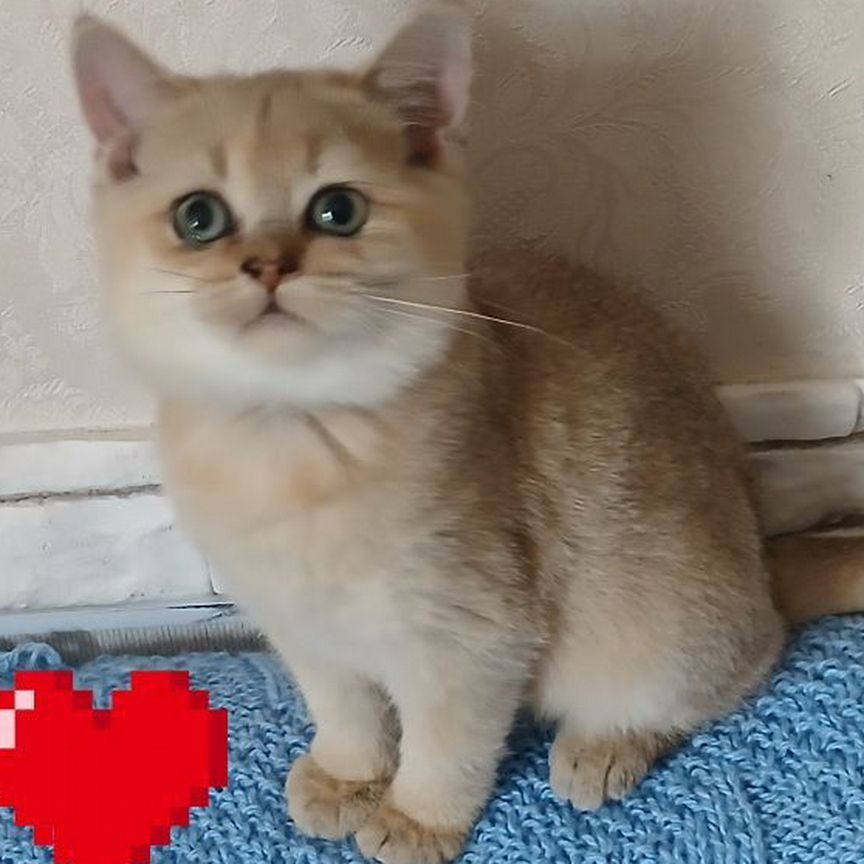 Британский короткошёрстный котёнок