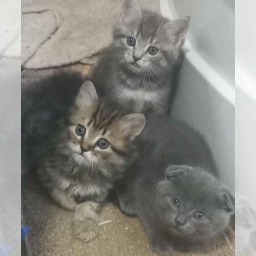 Котята крысоловы