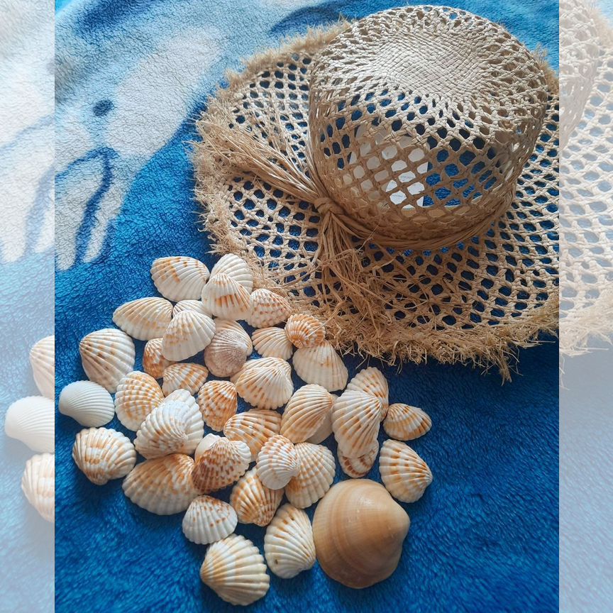 Ракушки морские