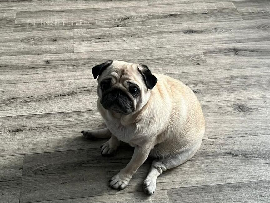 Мопс в добрые руки