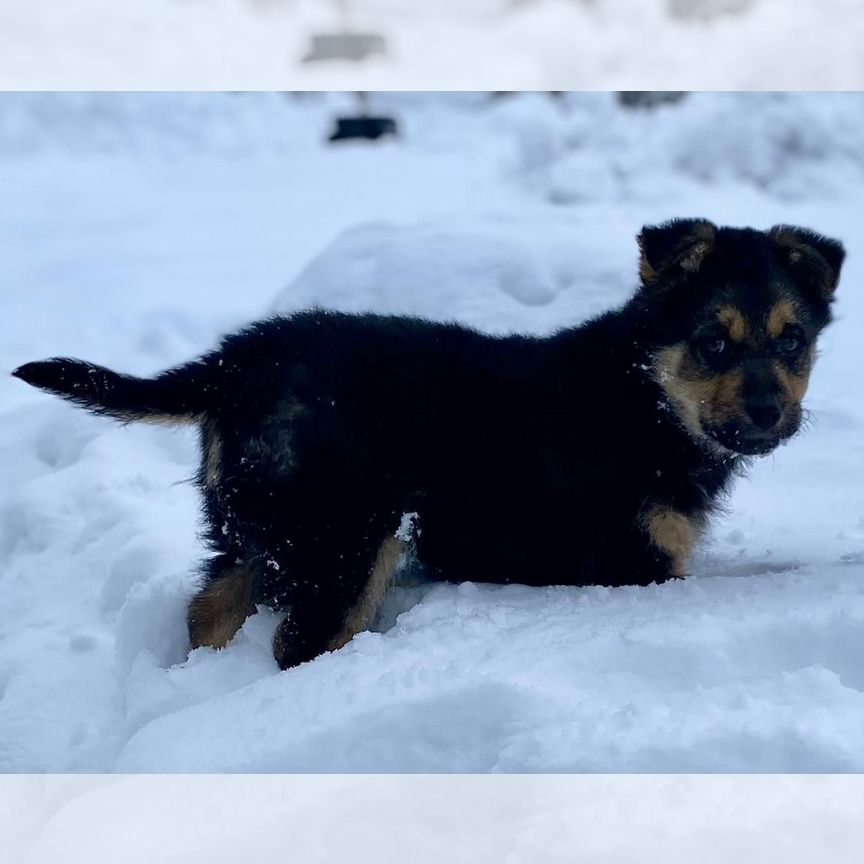 Щенок помесь немецкой овчаркой