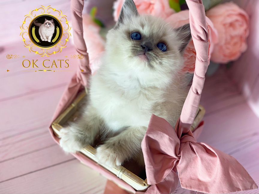 Рэгдолл котёнок девочка. Que