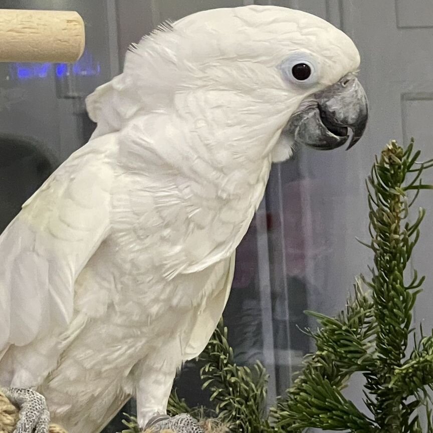 Какаду Альба (мальчик)