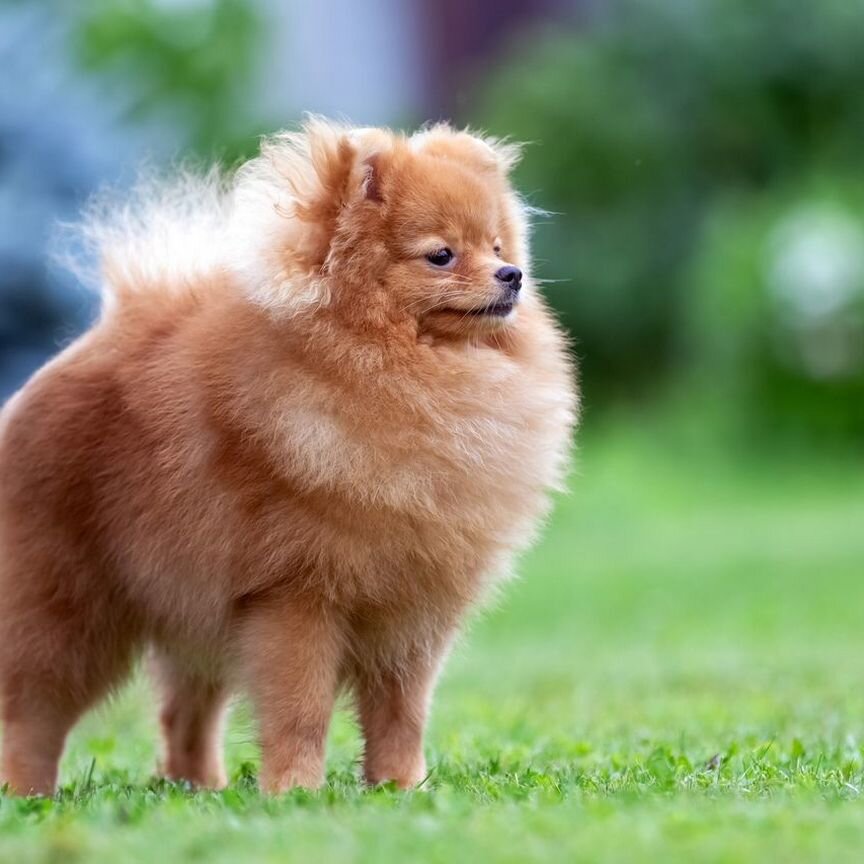 Немецкий шпиц девочка