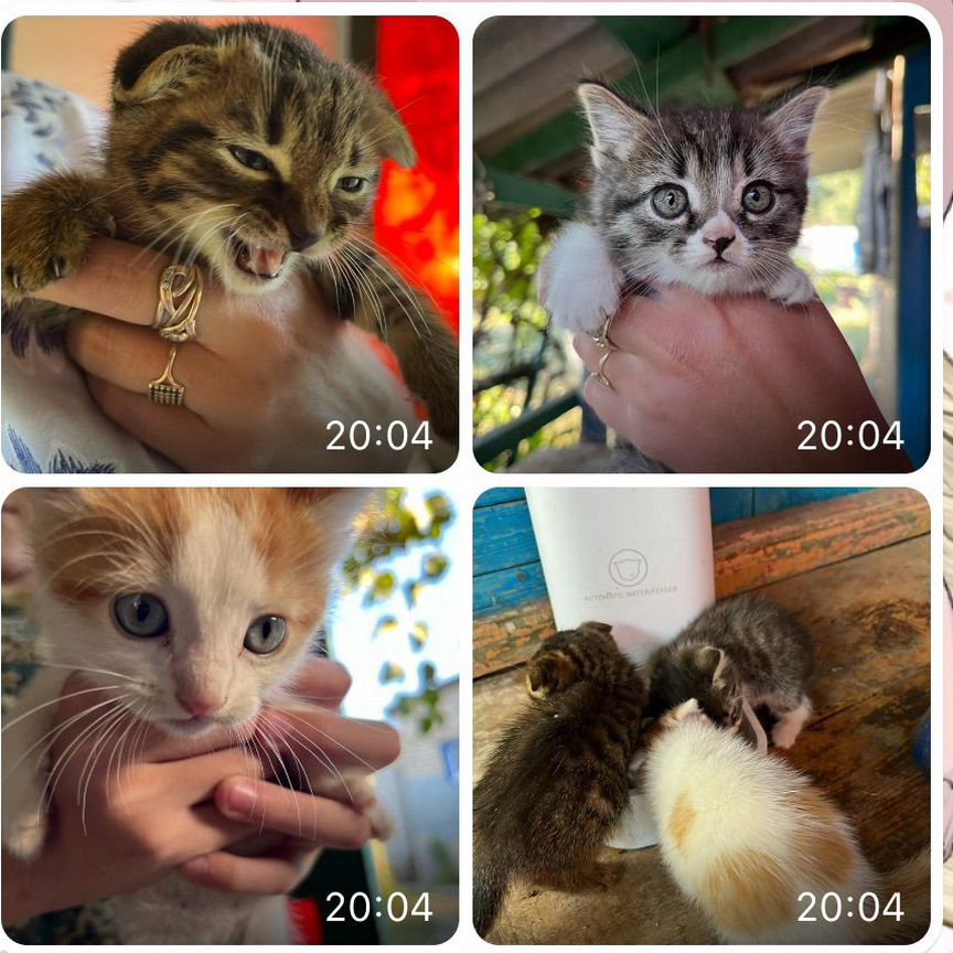 Котята от вислоухой мамы, бесплатно